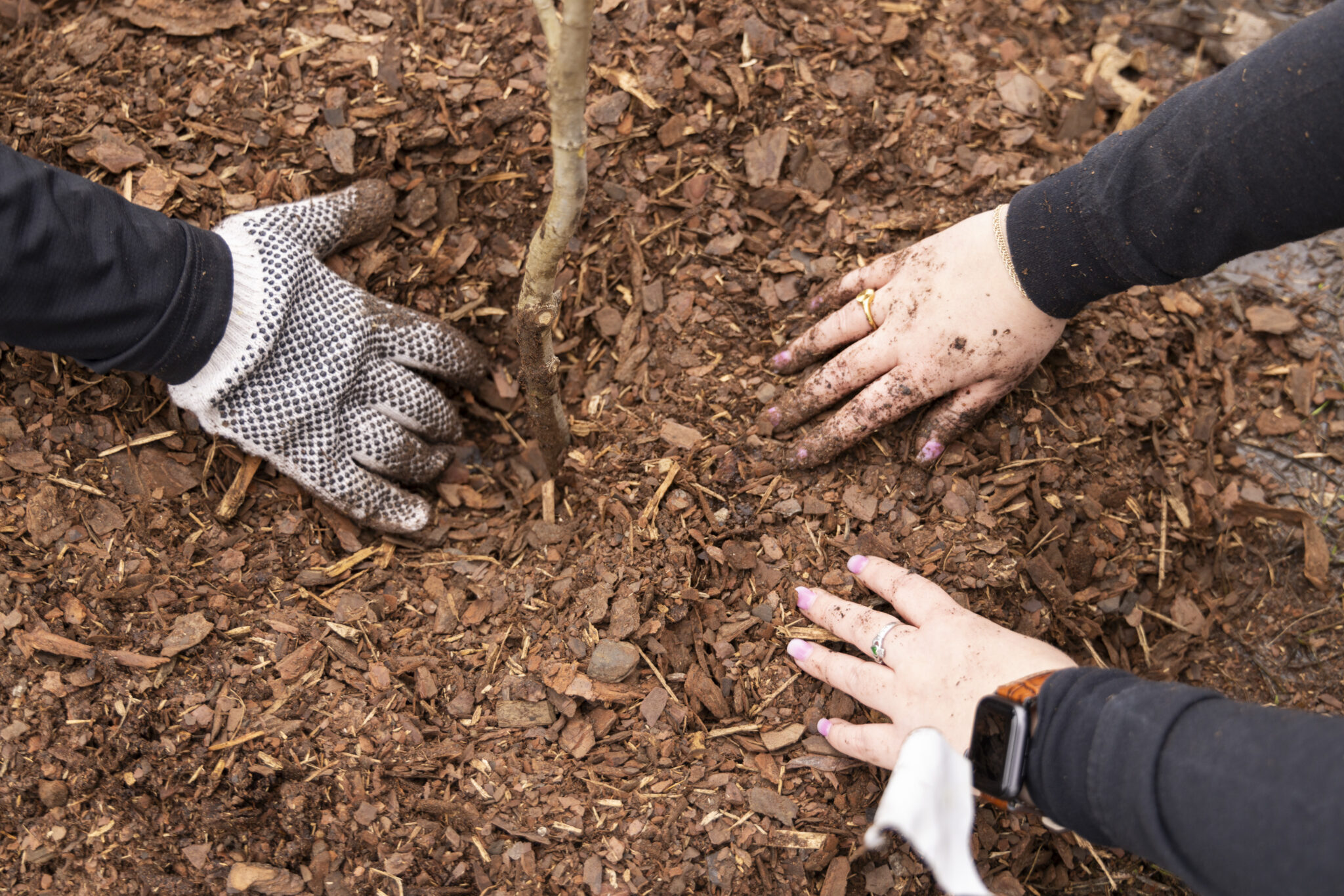 1,000 Trees Donated by Apache Corporation for Houston’s 2024 Arbor Day ...
